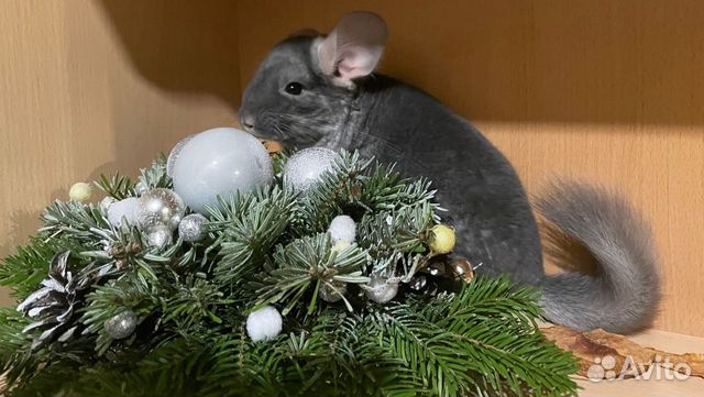 Шиншилла сапфировый бархатый эбони нф, самец