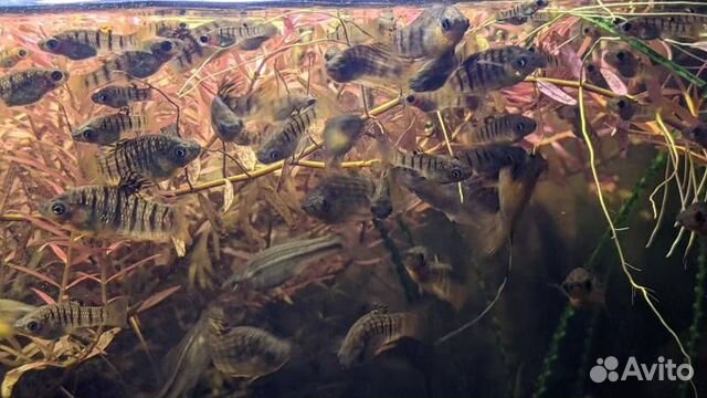 Рыбки Лимия чернополосая, Limia nigrofasciata