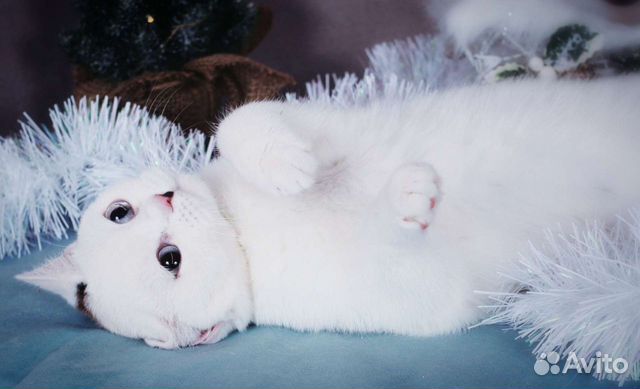 Британский кот