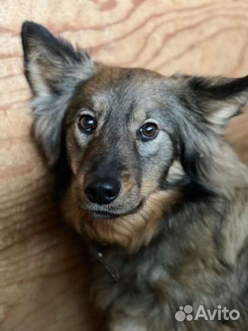 Красотка Рокси ждет семью