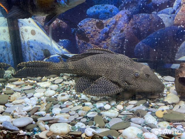 Парчовый сом