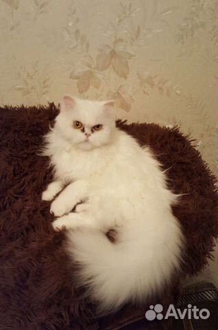 Персидские котята кошка