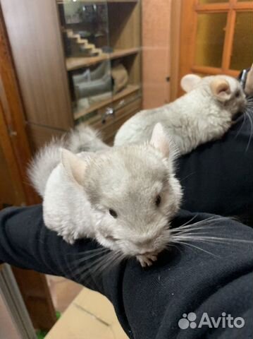 Шиншилла мальчик и девочка