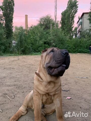 Шарпей вязка