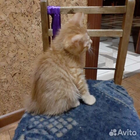 Курильский бобтейл