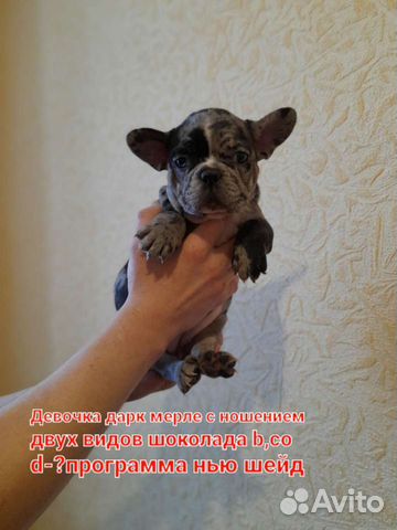 Шикарные бульдожки в программу изабелла с "со"