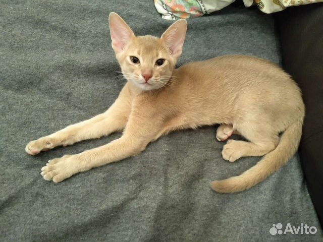 Абиссинский котенок