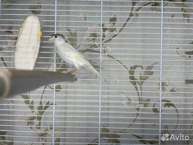 Чубатая самка канарейки