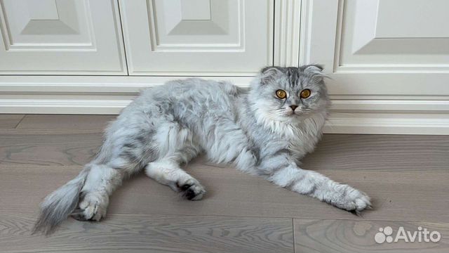 Хайленд фолд шотланд.вислоухая барби, 1 год в дар
