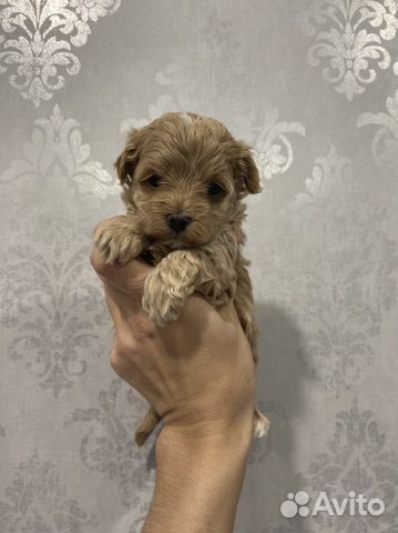 Мальтипу f1 Девочка