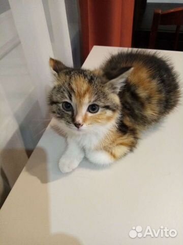 Кошка в дар