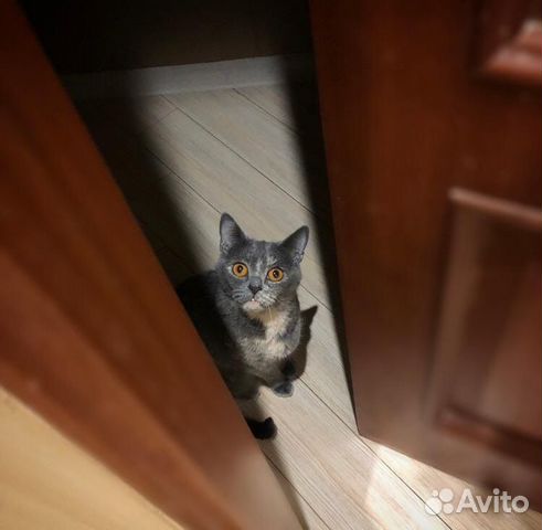 Кошка британка бесплатно