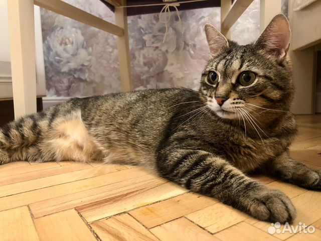 Кошка ищет дом