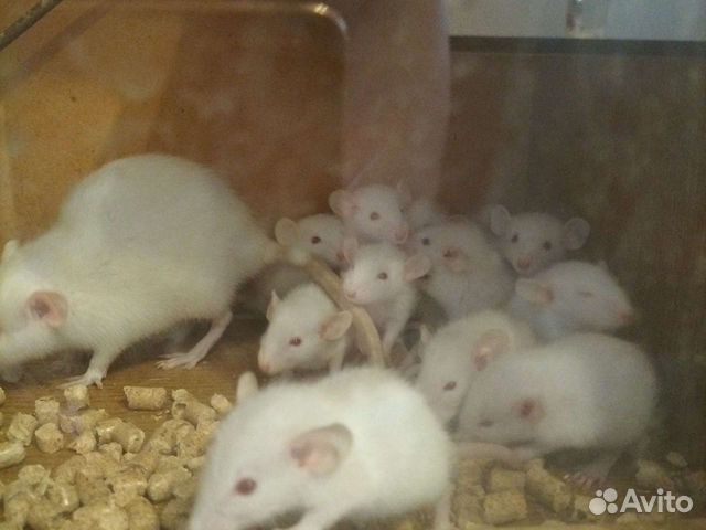 Крысята дамбо