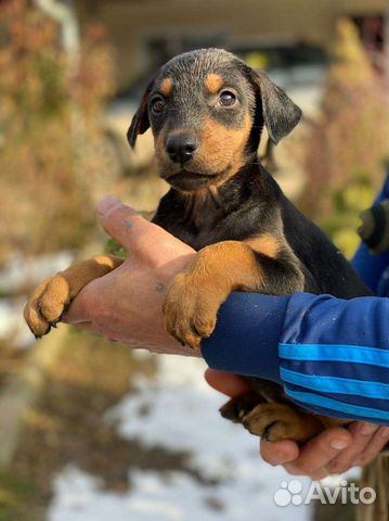 Щенки добермана