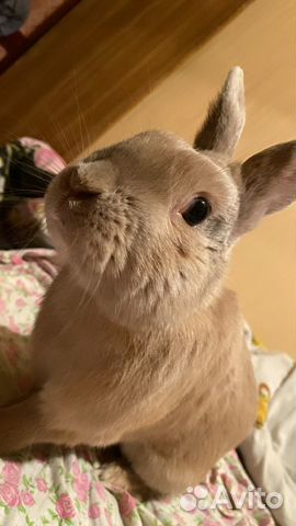 Декоративные кролики