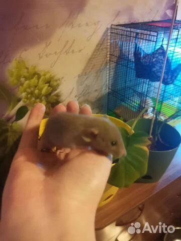 Крыса дамбо шампань платина