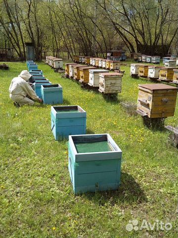 Продам пчелосемьи