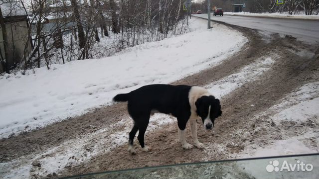 Азиатская овчарка