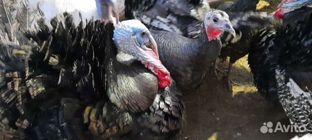 Индейка тушкой под заказ