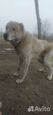 Среднеазиатская овчарка