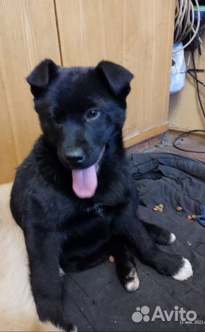 Щенок кайли