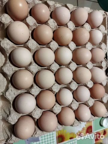 Инкубационное яйцо и цыплята "Адлер серебро"