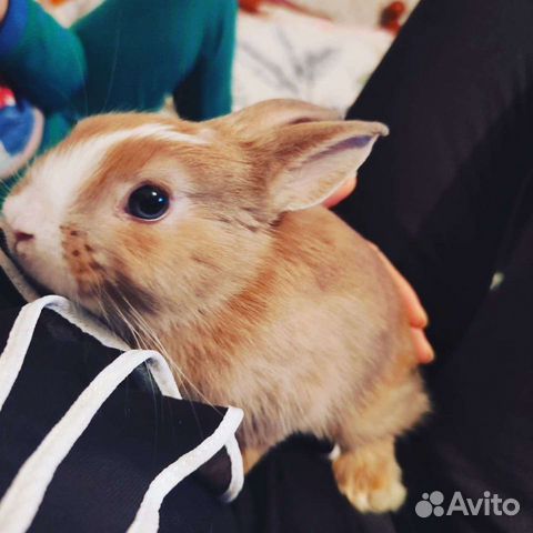 Продам декоративного кролика