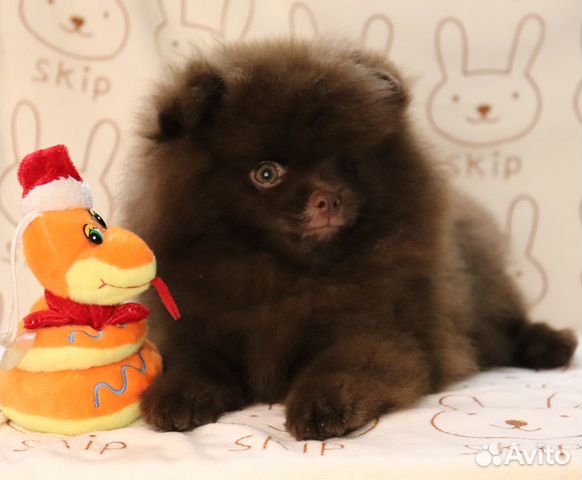 Шоколадный Зайка