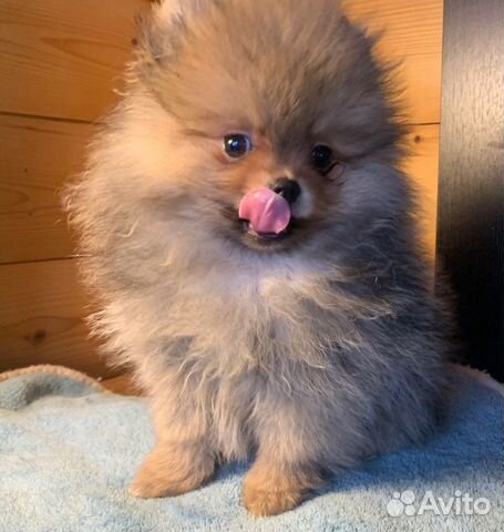 Кукольный мальчик