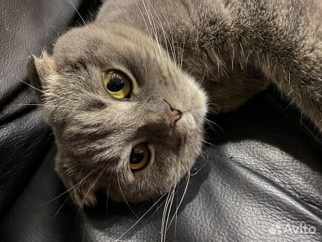 Отдам вислоухого кота