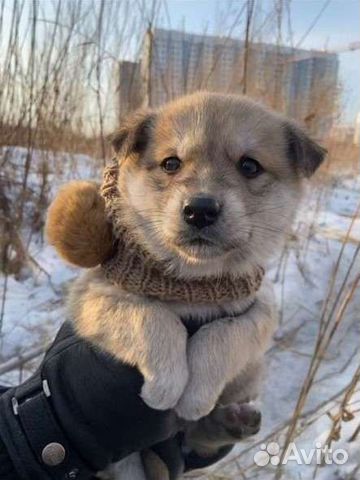 Собака