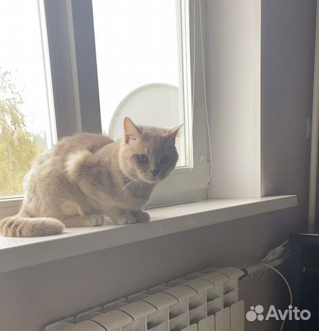 Кот