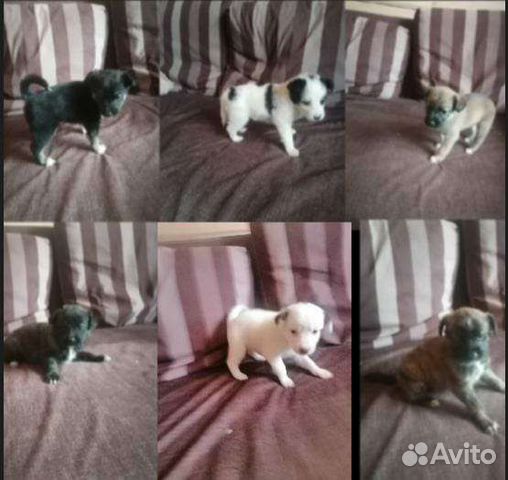 Бесплатно щенки