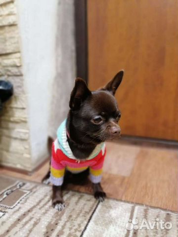 Чихуахуа mini мальчик