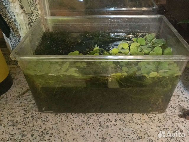 Роголистник пистия валеснерия