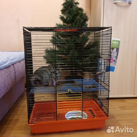 Шиншилла