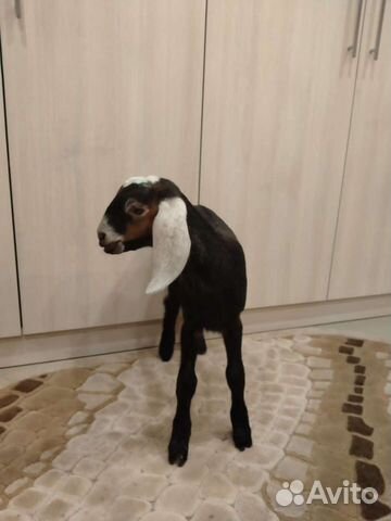 Чистокровный Нубийский козлик