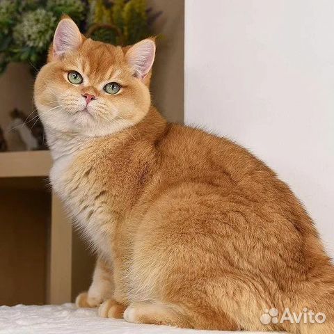 Клубный британец драгоценного окраса