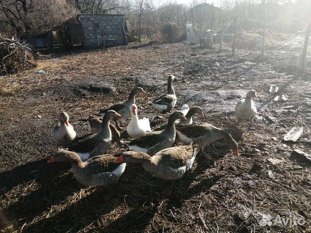 Гуси линда и крупные серые