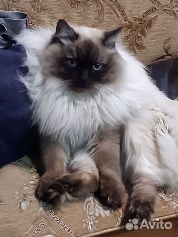 Помесь перса и сиамского кота