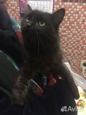 Кошка в добрые руки (еда с хозяйки, помощь)