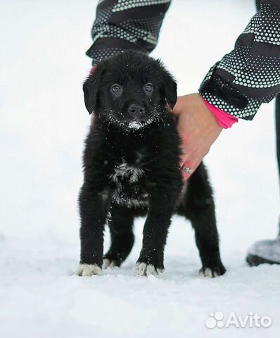 Щенок Гном (мальчик. 2 месяца) ждет свою семью