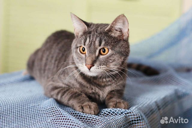 Дымчатый полосатик в добрые руки. Привезу