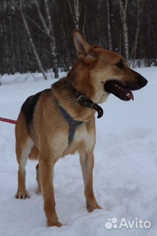 Собака в добрые руки овчарка