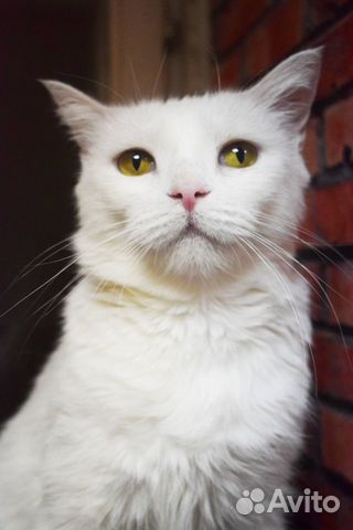 Кошечка Мася 1,5 года