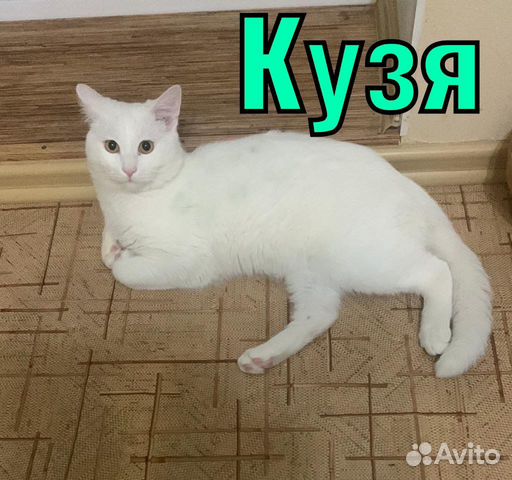 Кот Кузя ищет дом