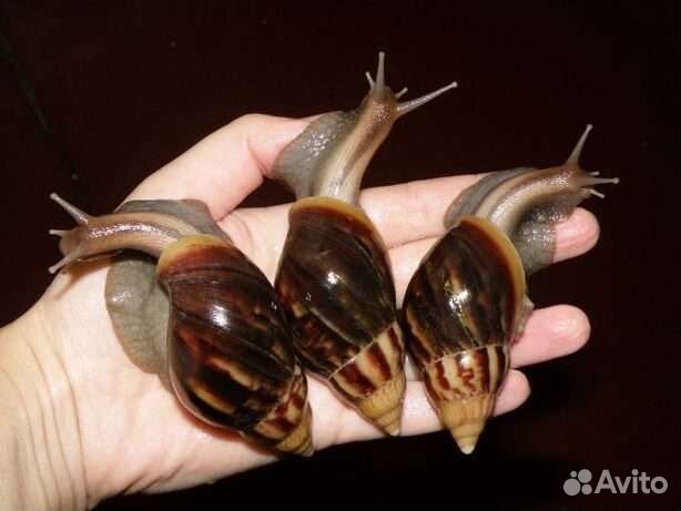 Улитки ахатины