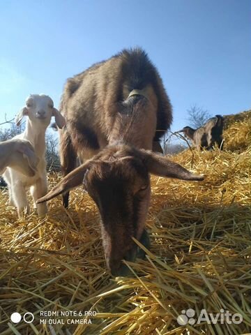 Коза козлята