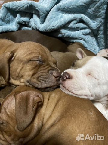 Щенки питбуля